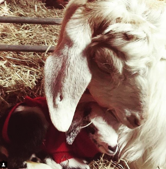 Next Farm Open Days | Miller's Ark