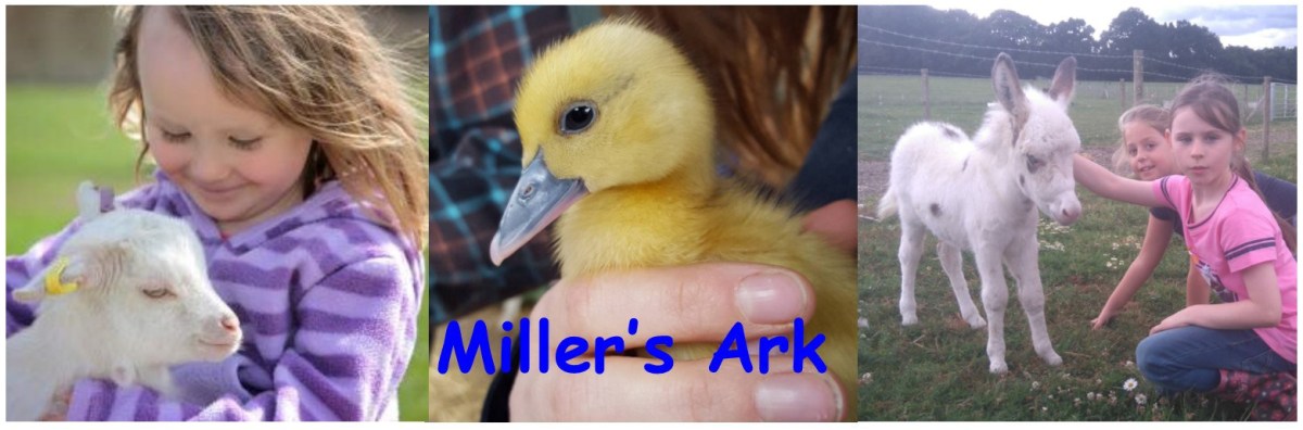 Miller’s Ark | Miller's Ark
